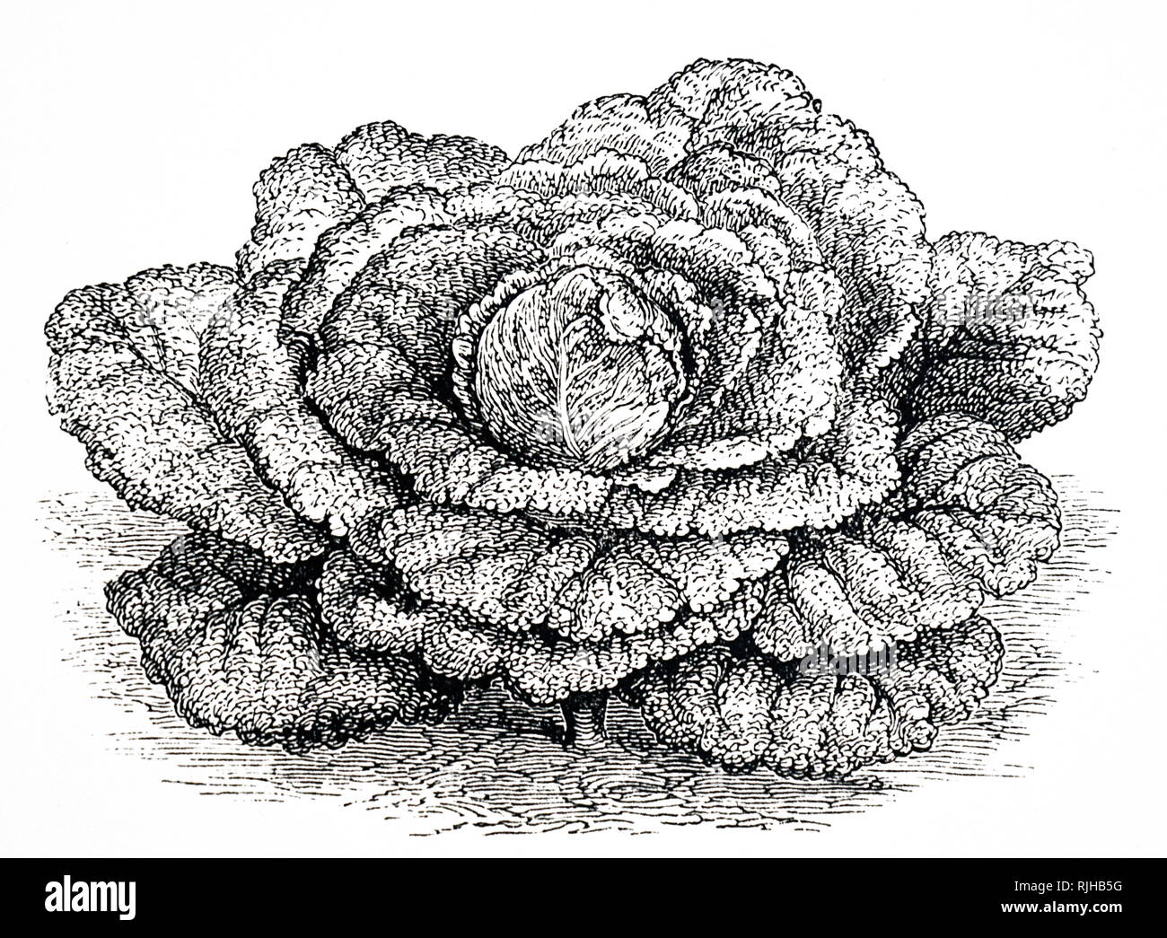 An engraving depicting a sample of Savoy cabbage a winter vegetable and ...