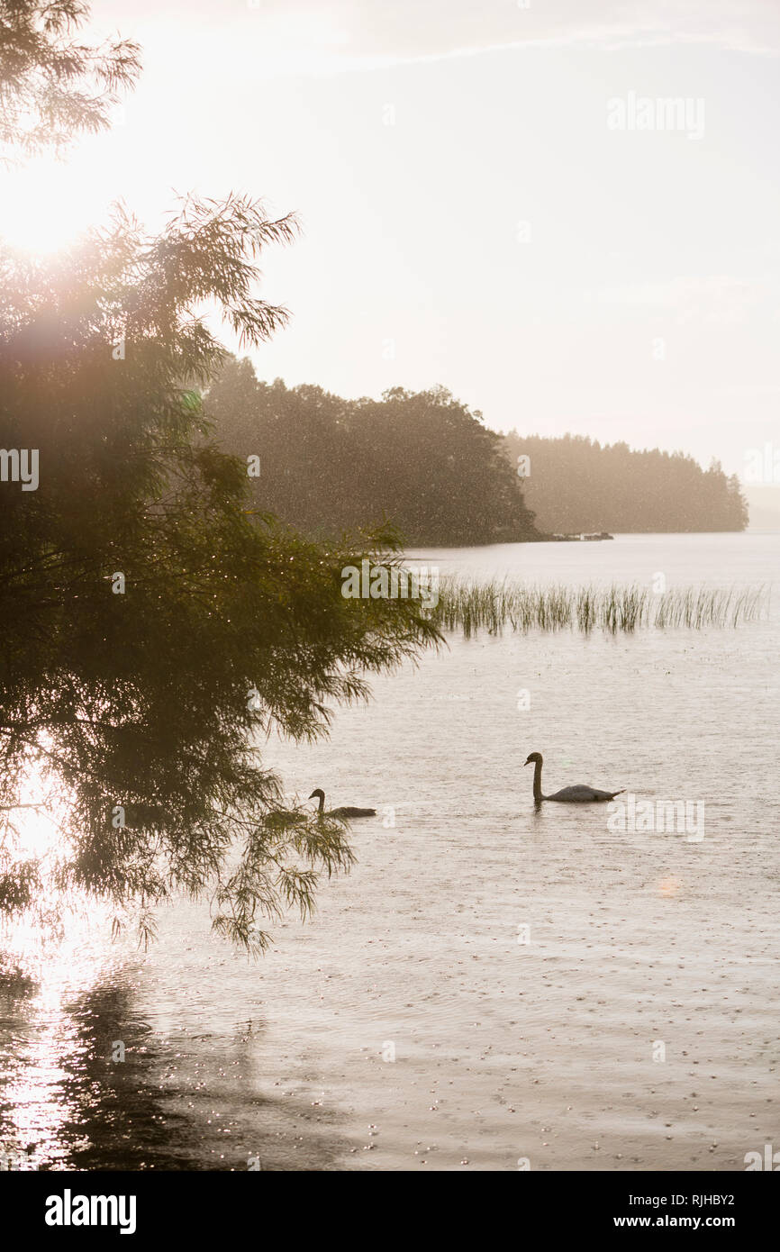 Lake young swan hi-res stock photography and images - Alamy