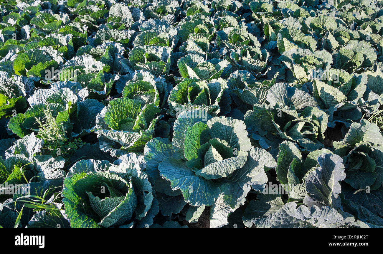 white cabbage cultivation Stock Photo - Alamy