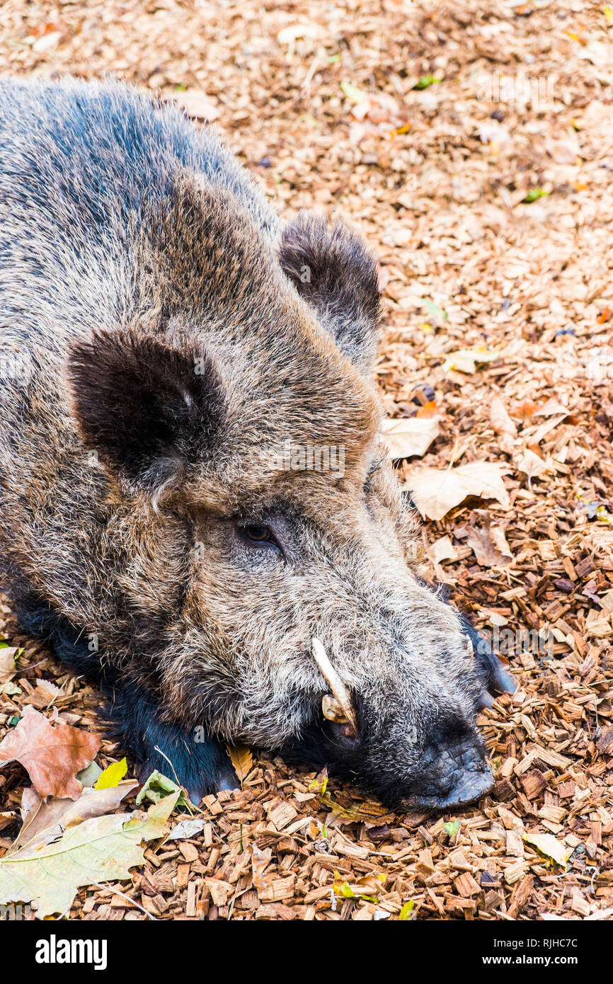 Lying down wild boar hi-res stock photography and images - Alamy