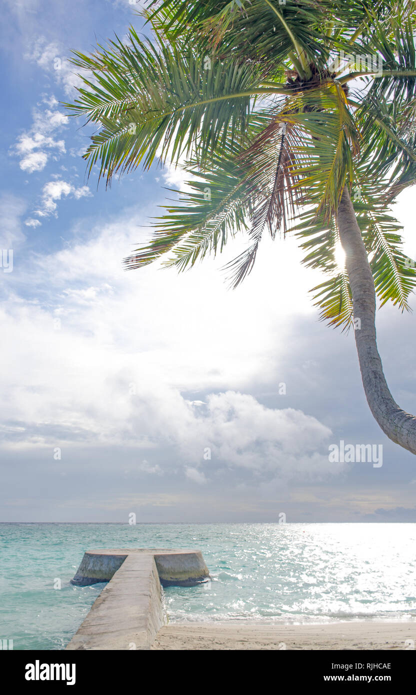Beautiful landscape green palm trees over water on the island of ...