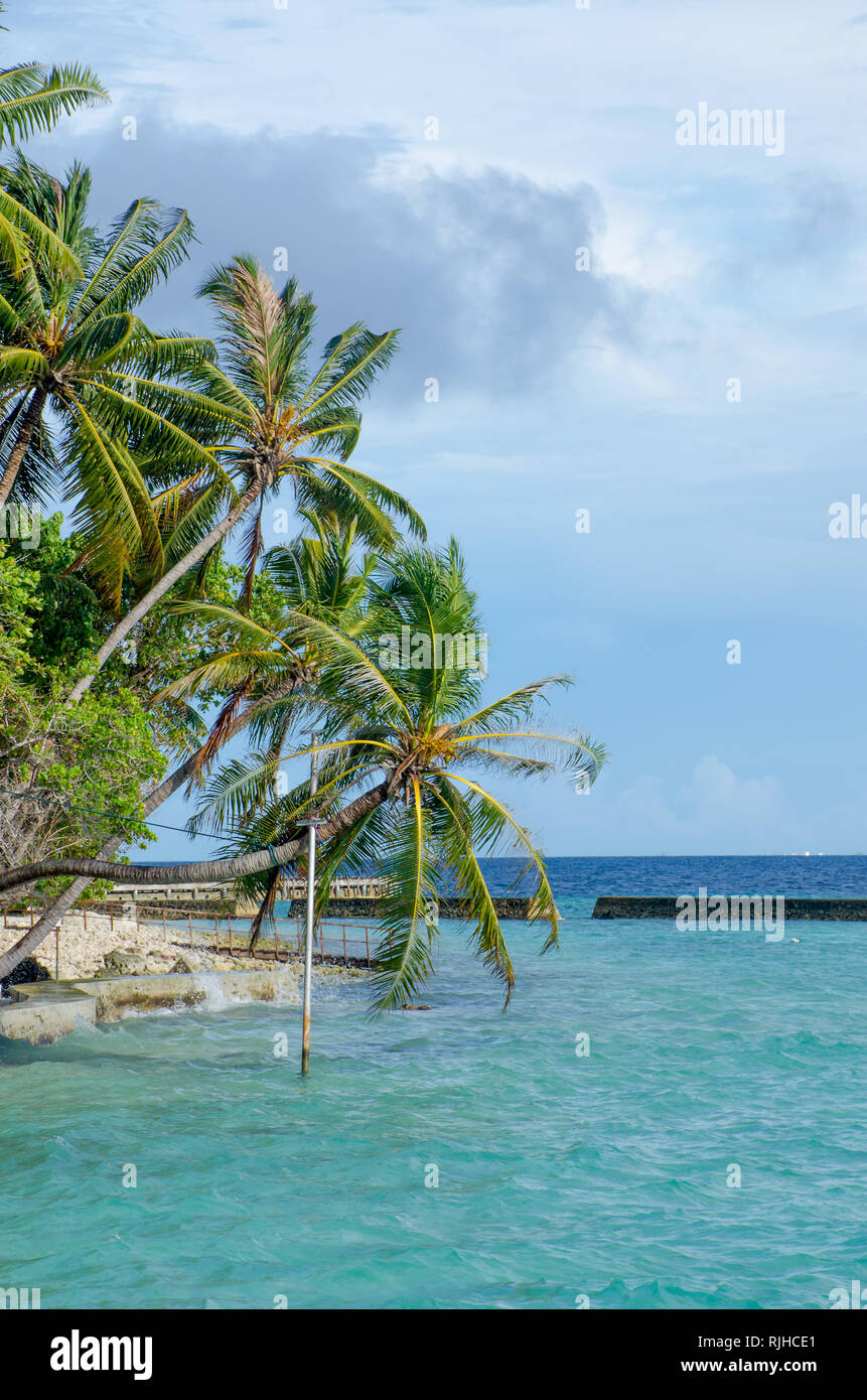 Beautiful landscape green palm trees over water on the island of ...