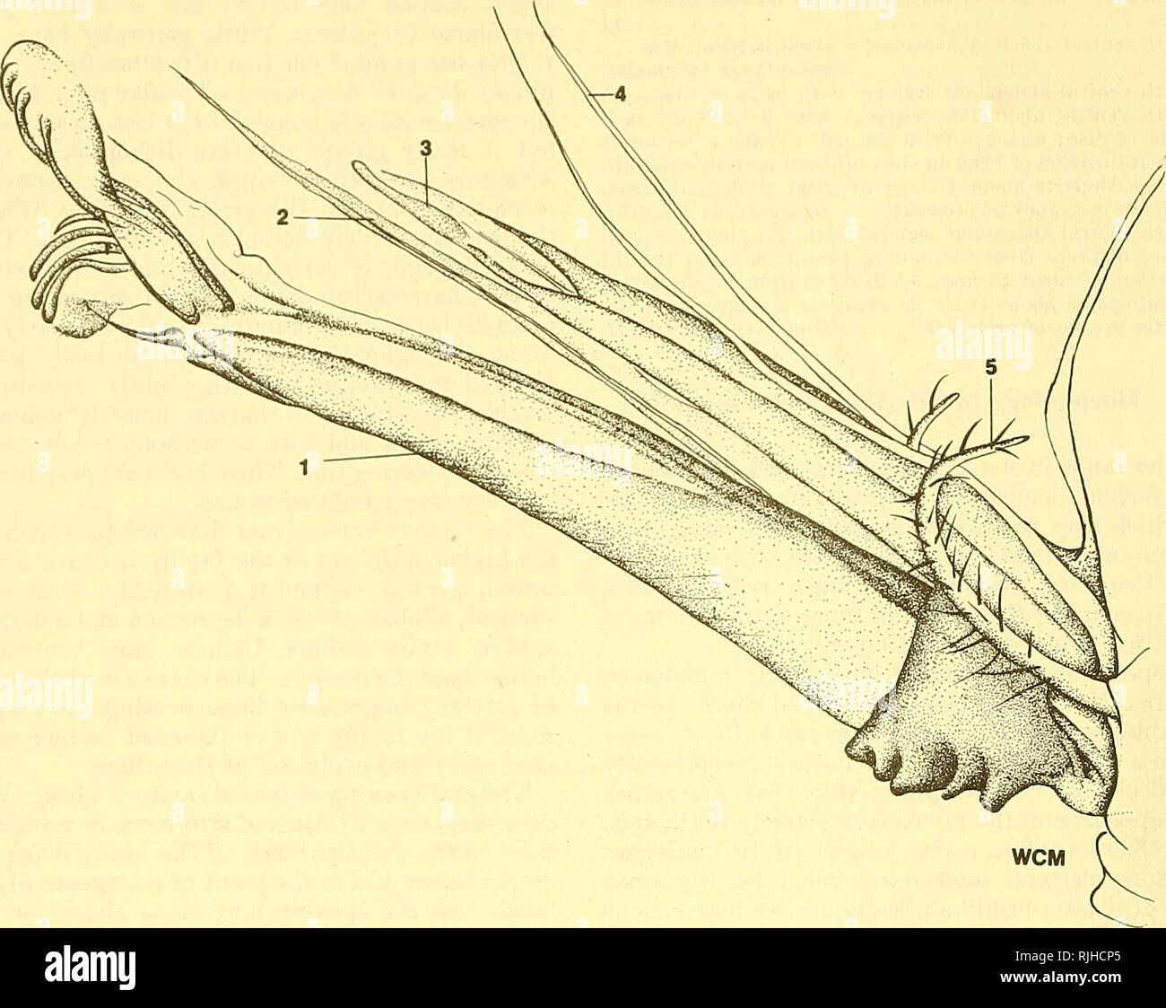 . Bee flies of the world: the genera of the family Bombyliidae ...