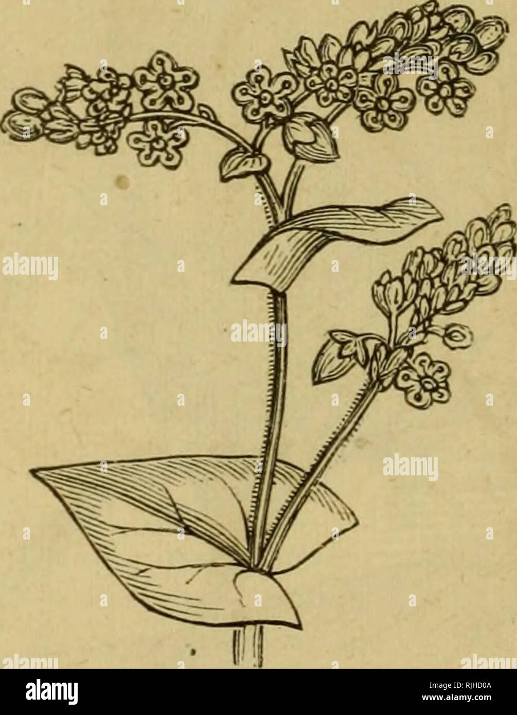 . The bee-keepers' guide; or, Manual of the apiary. Bees. 288 August ...