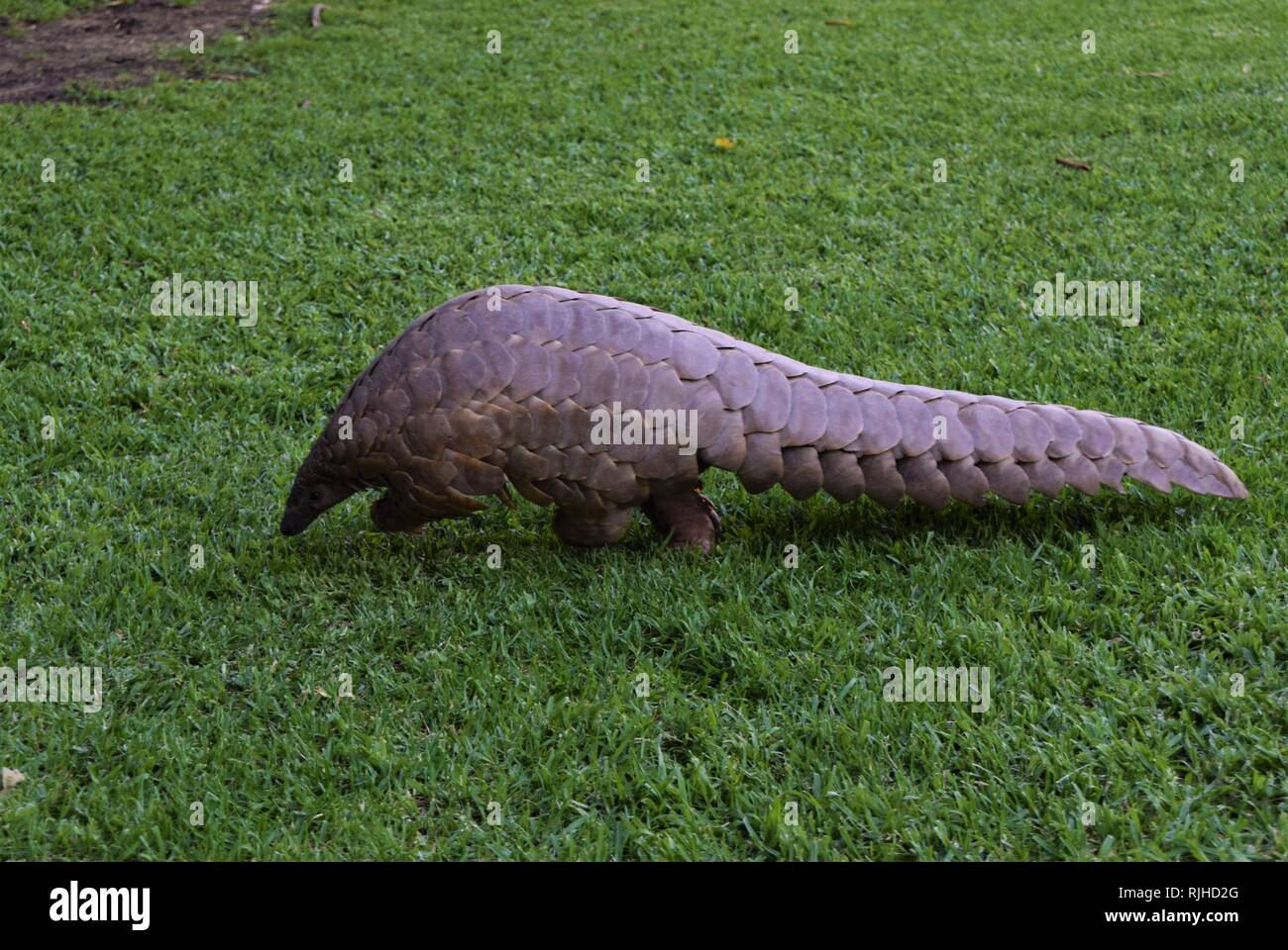 Pangolins hi-res stock photography and images - Alamy