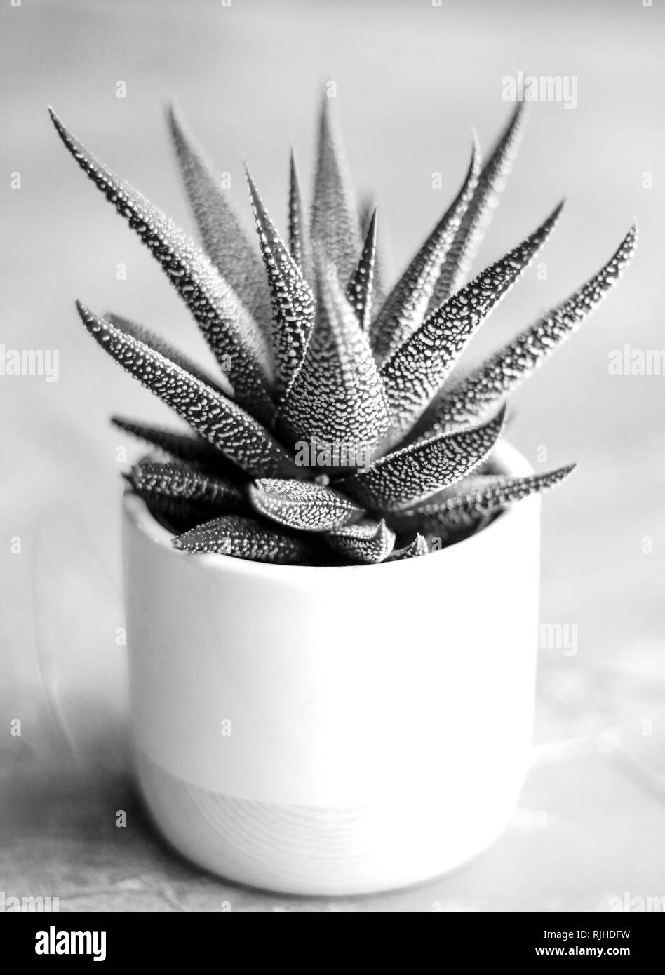 Plant pot on desk Black and White Stock Photos & Images - Alamy