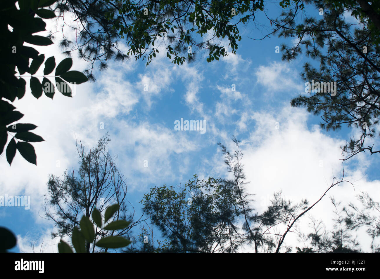 Blue sky with leaves around Stock Photo - Alamy