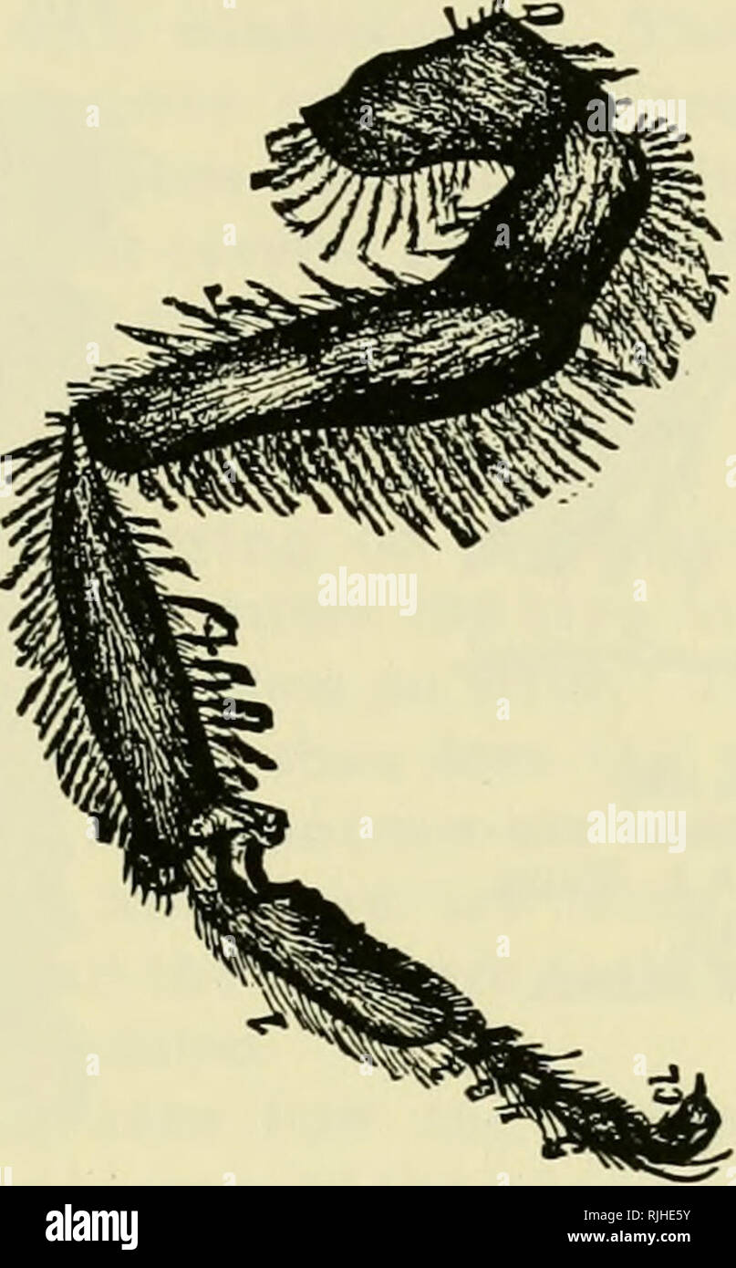 Tarsal spur hi-res stock photography and images - Alamy