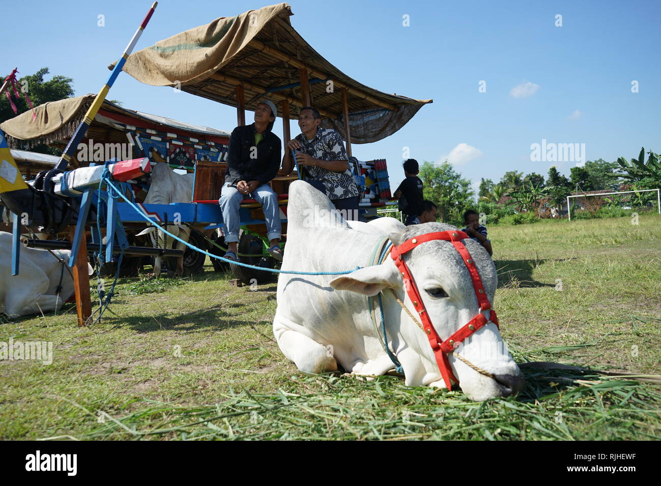 Owners of Gerobak Sapi, traditional Javanese cow cart gathered at ...