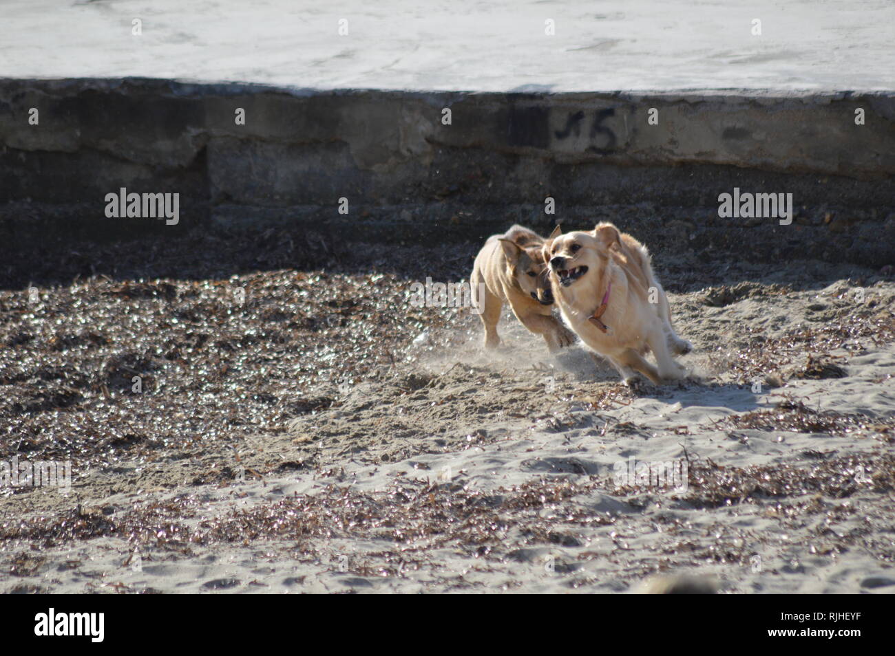 Dogs playing on the beach Stock Photo - Alamy