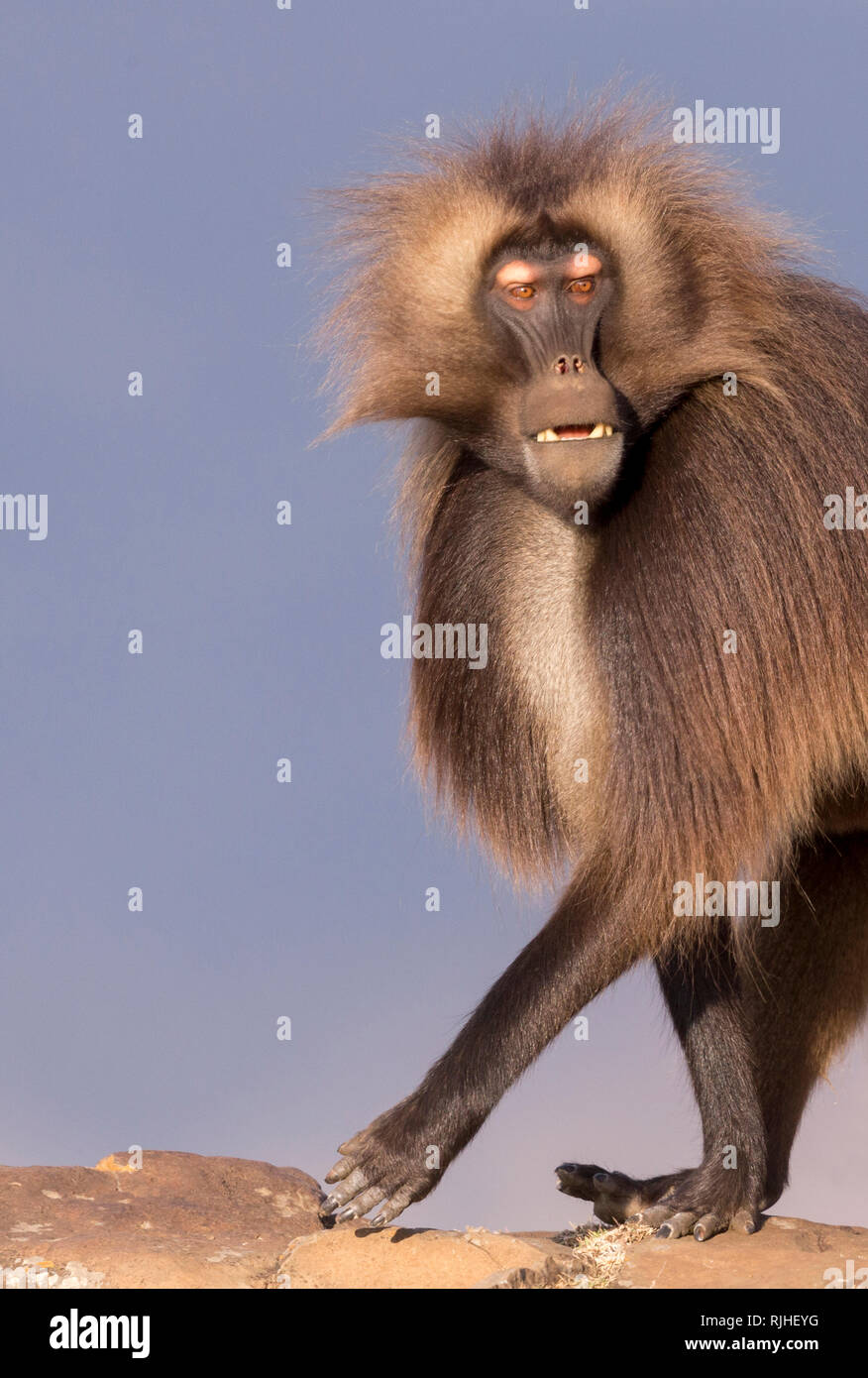 Theropithecus gelada hi-res stock photography and images - Alamy