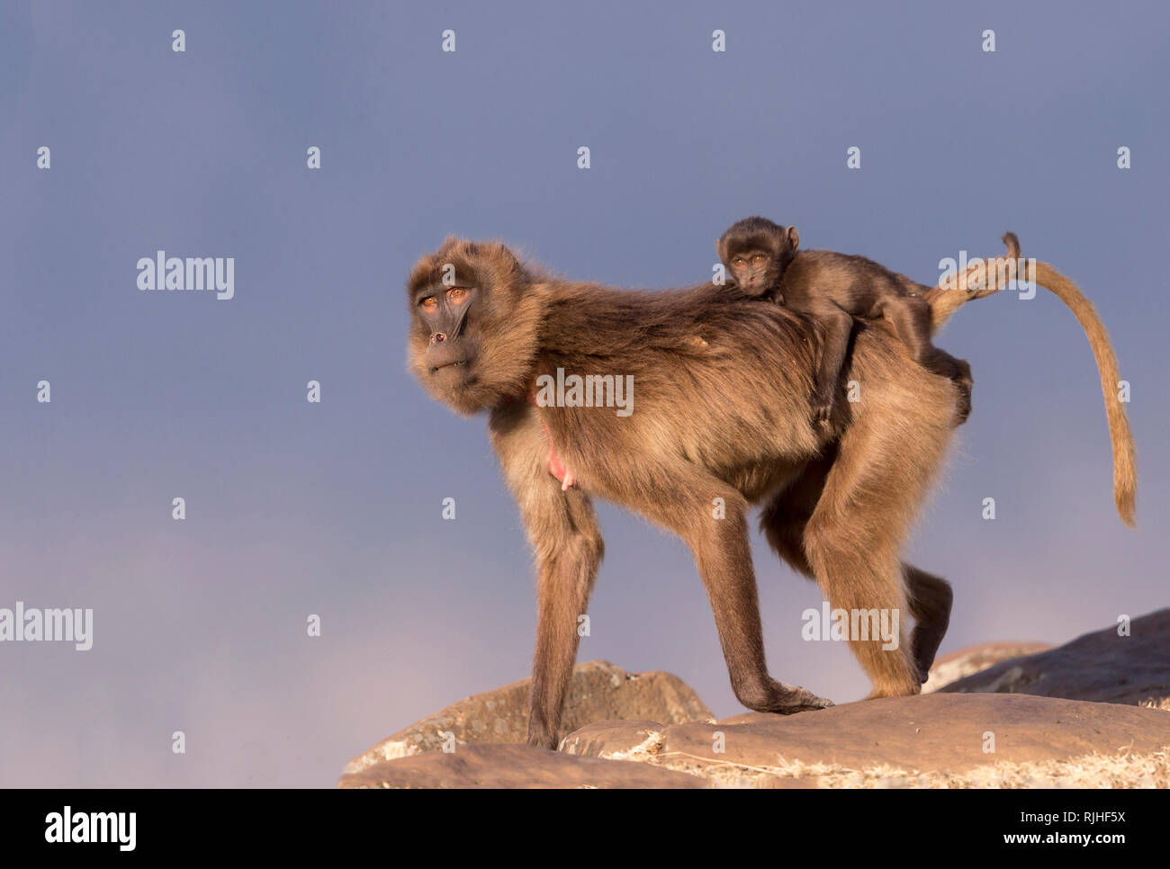 Gelada Baboon (Theropithecus gelada). Adult female with infant on her ...