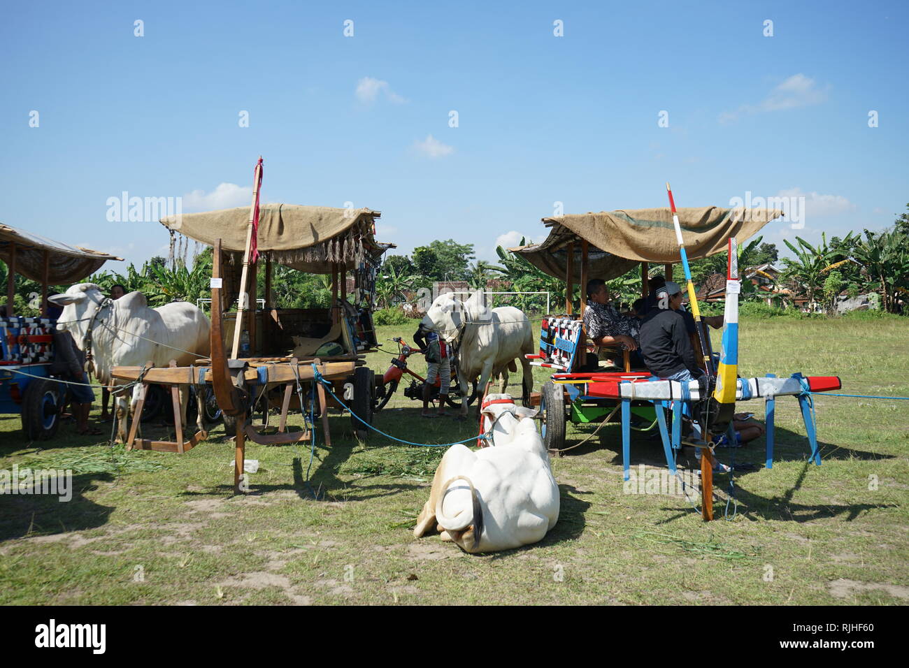 Owners of Gerobak Sapi, traditional Javanese cow cart gathered at ...