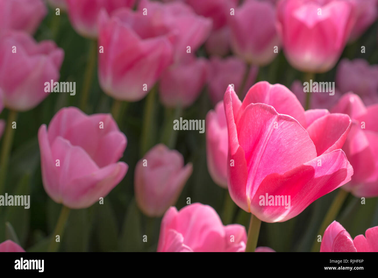 Fresh tulips of pink color in nature in spring time Stock Photo - Alamy