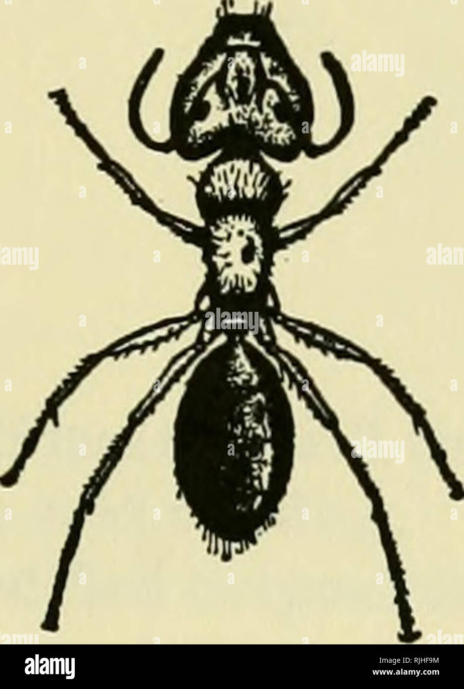 Ant queen chamber hi-res stock photography and images - Alamy