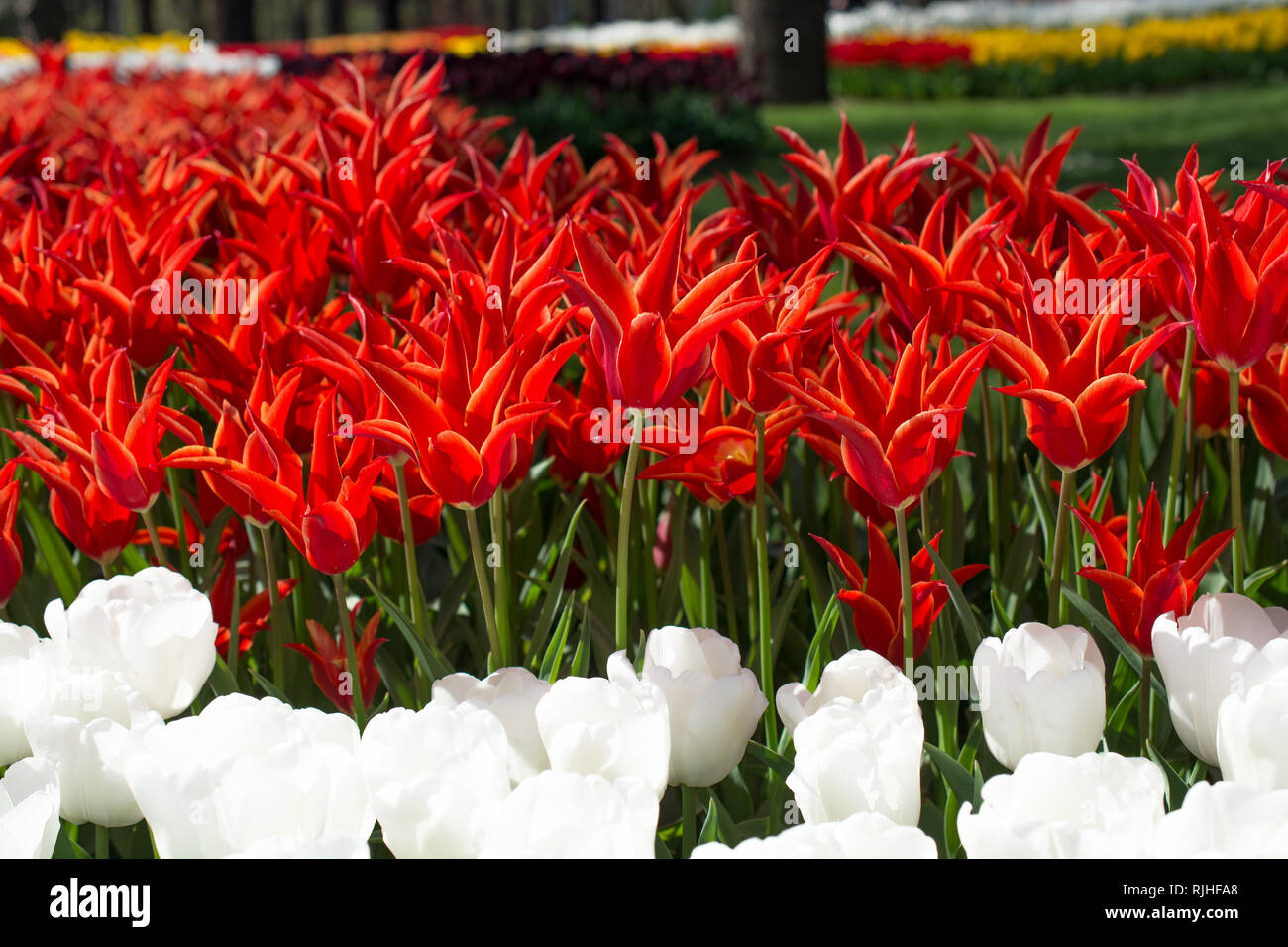 tulips of various colors in nature in spring time Stock Photo - Alamy