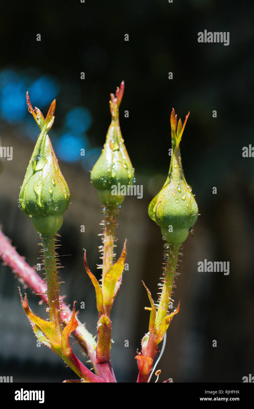 Blooming beautiful colorful rose bud in garden background Stock Photo ...