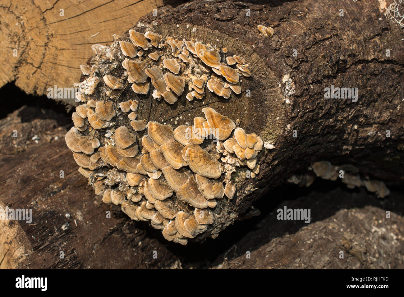 fungi growing on a fallen tree trunk Stock Photo - Alamy