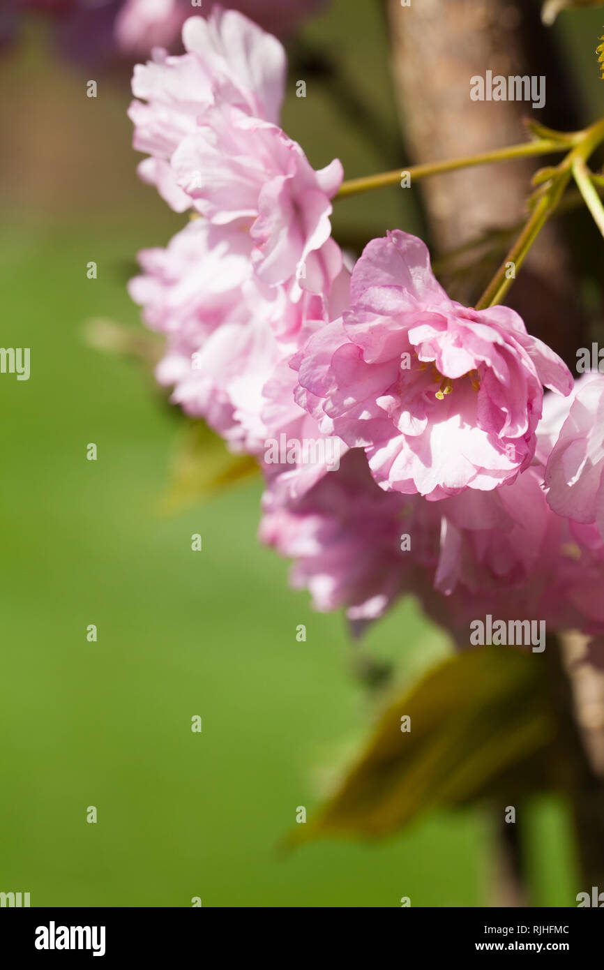 spring cherry blossom Stock Photo - Alamy