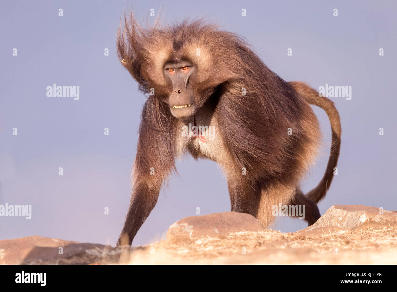 Theropithecus gelada hi-res stock photography and images - Alamy