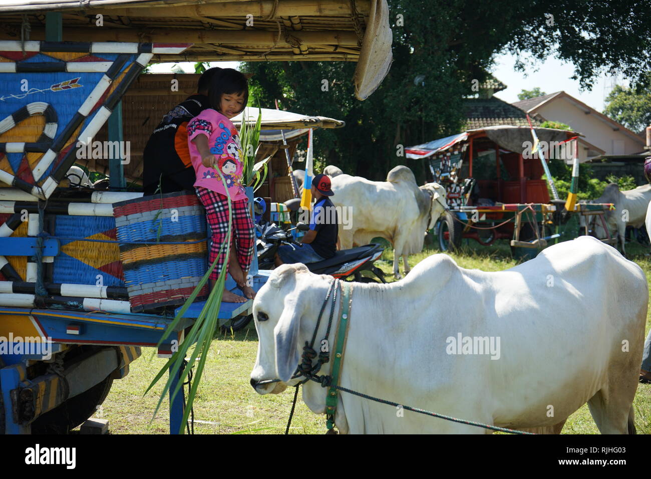 Cow cart hi-res stock photography and images - Alamy