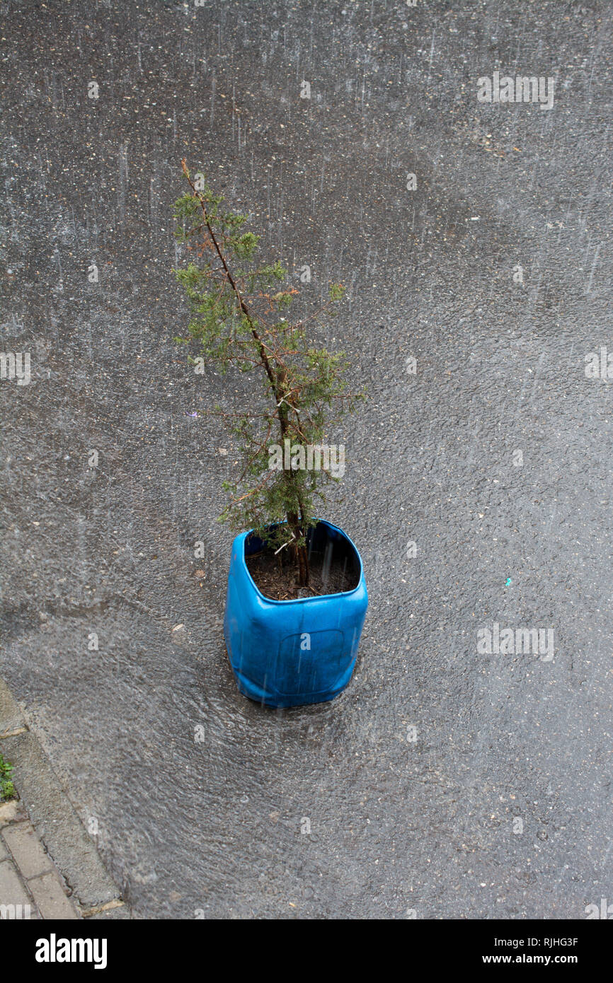 Tree in a blue plastic bucket on a rainy day Stock Photo - Alamy