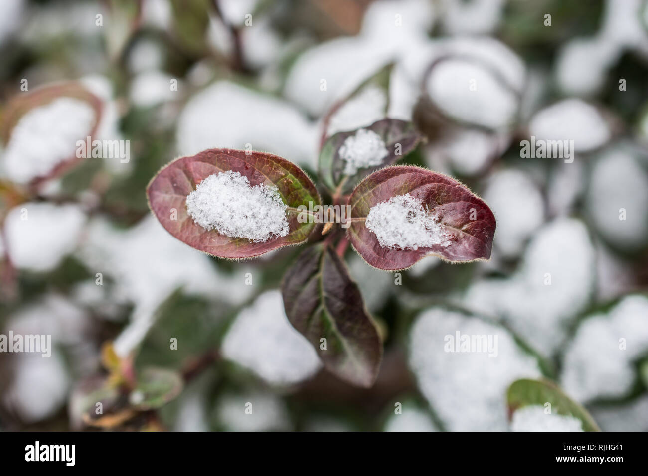 Snow on a green plant in the cold winter Stock Photo - Alamy