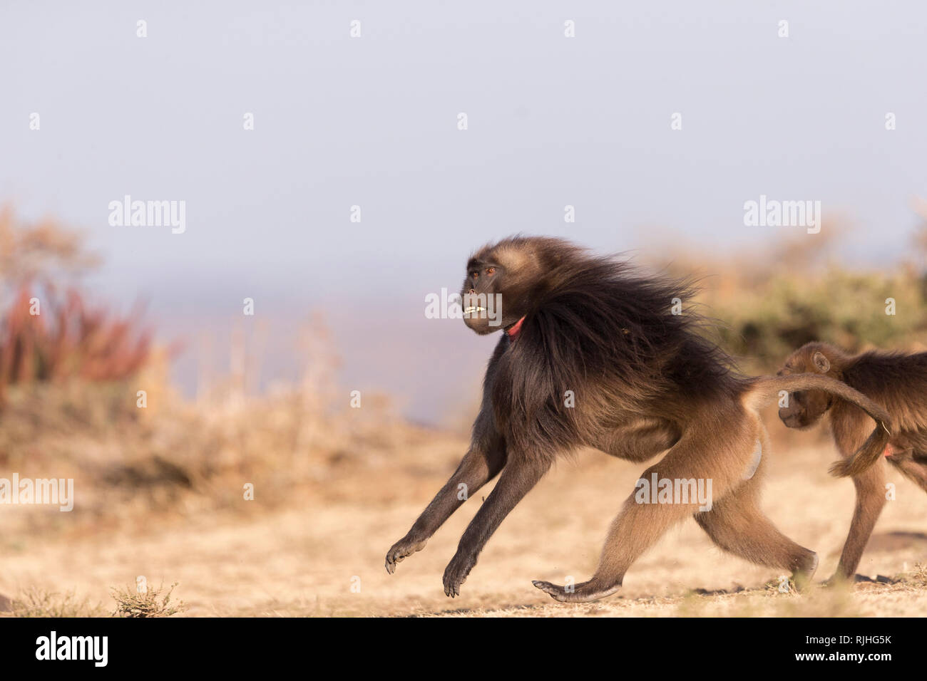 Gelada Baboon (Theropithecus gelada). Dominant male running. Ethiopia ...