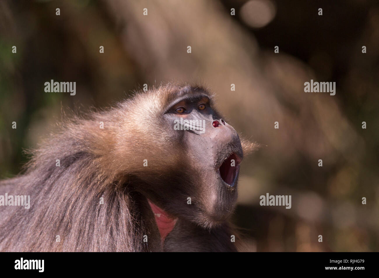 Gelada Baboon (Theropithecus gelada). Male in intimidation posture ...