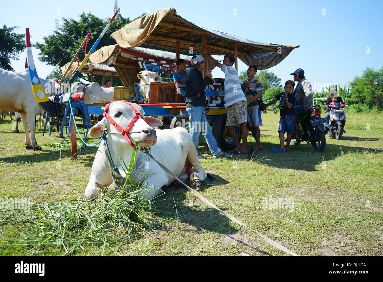 Owners of Gerobak Sapi, traditional Javanese cow cart gathered at ...