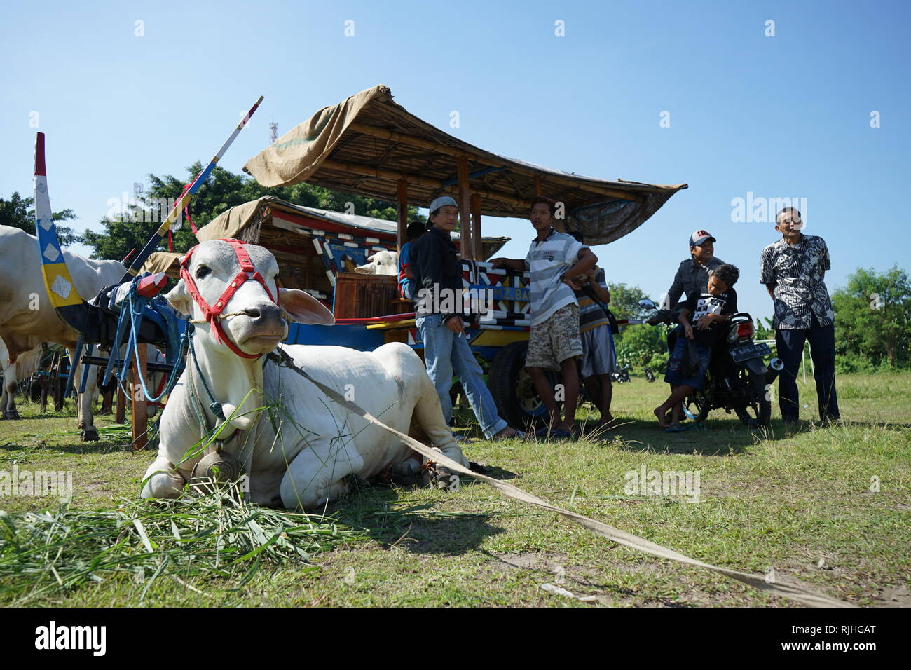 Owners of Gerobak Sapi, traditional Javanese cow cart gathered at ...