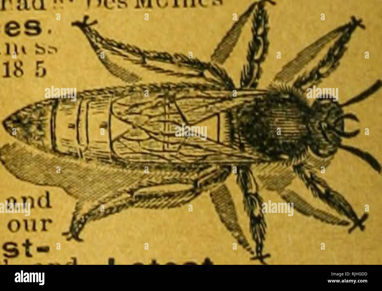 . The Bee-keepers' review. Bee culture. Italian >- Queens. 6 Warranted ...