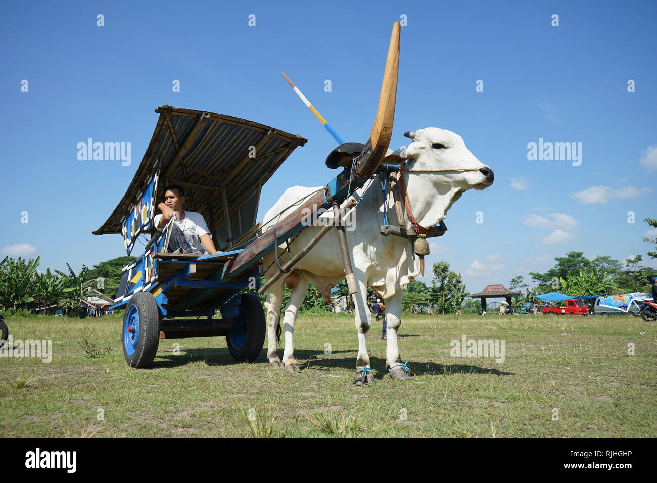 Owners of Gerobak Sapi, traditional Javanese cow cart gathered at ...