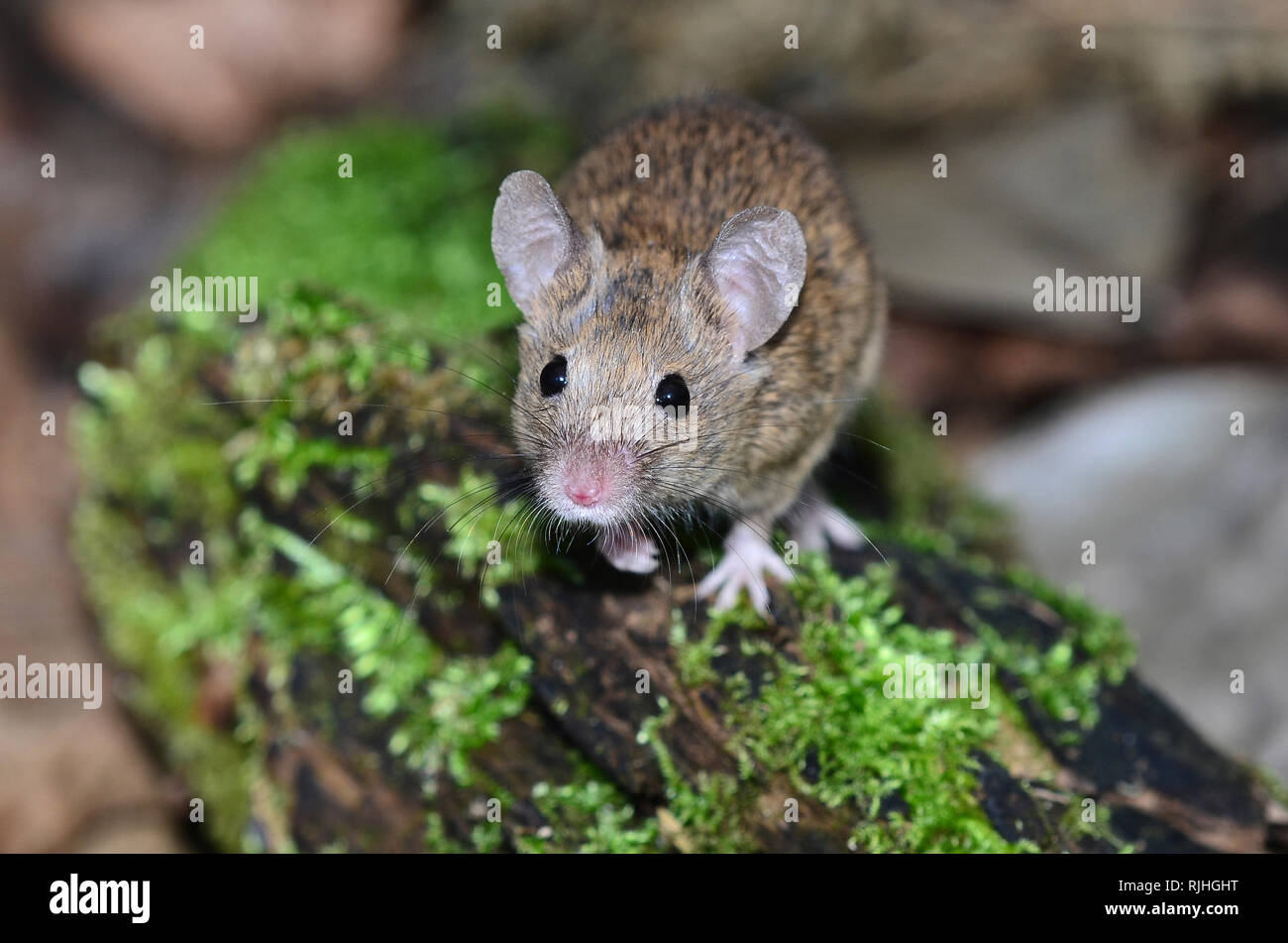 House mouse hi-res stock photography and images - Alamy