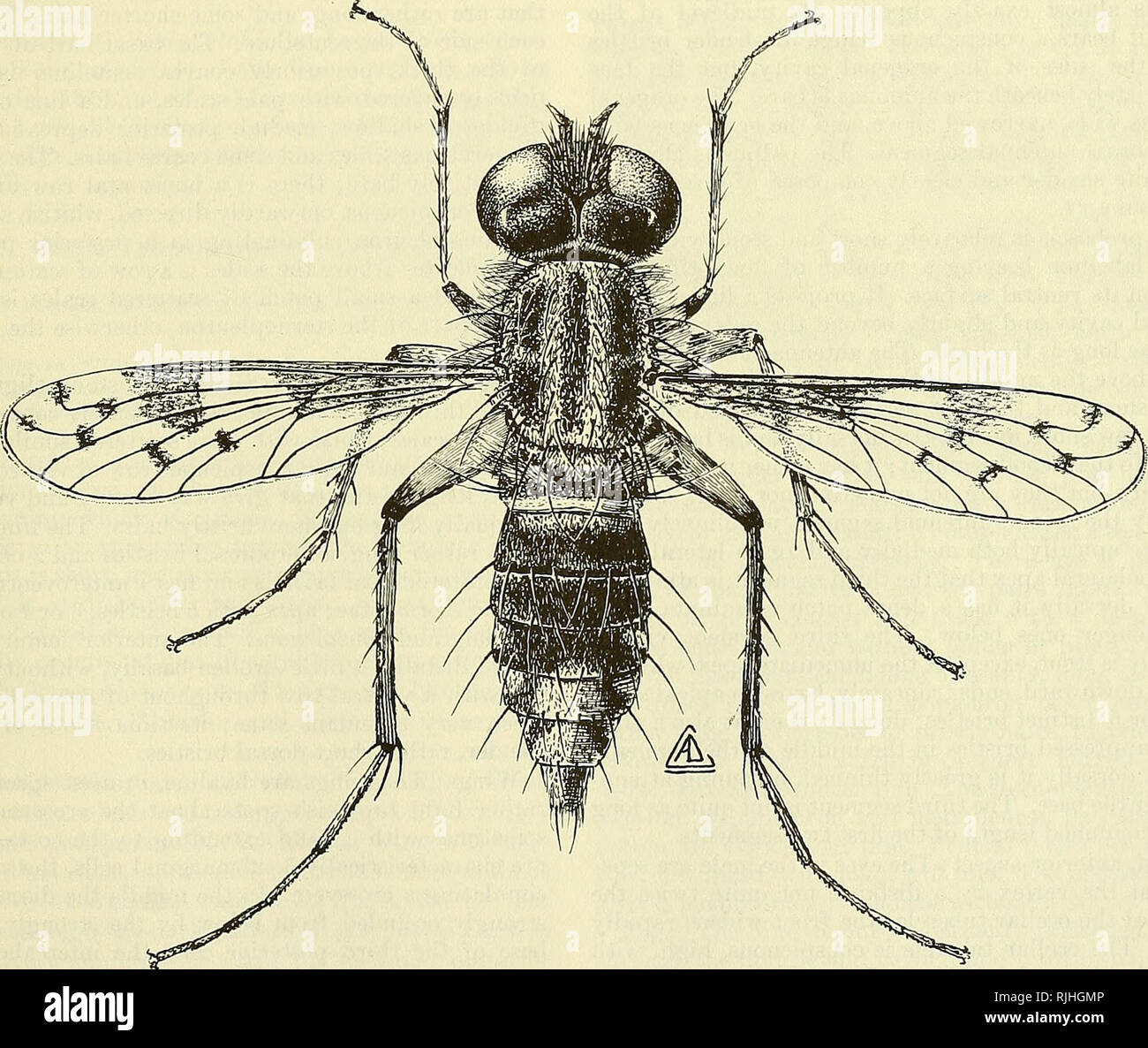 Parasites corrugated hi-res stock photography and images - Alamy
