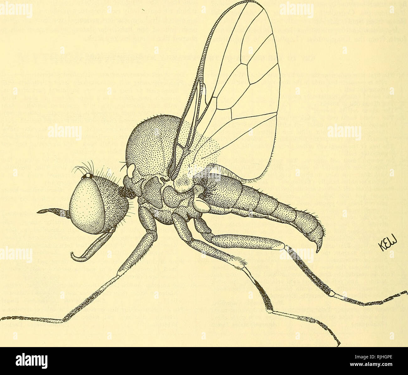 . Bee flies of the world: the genera of the family Bombyliidae ...