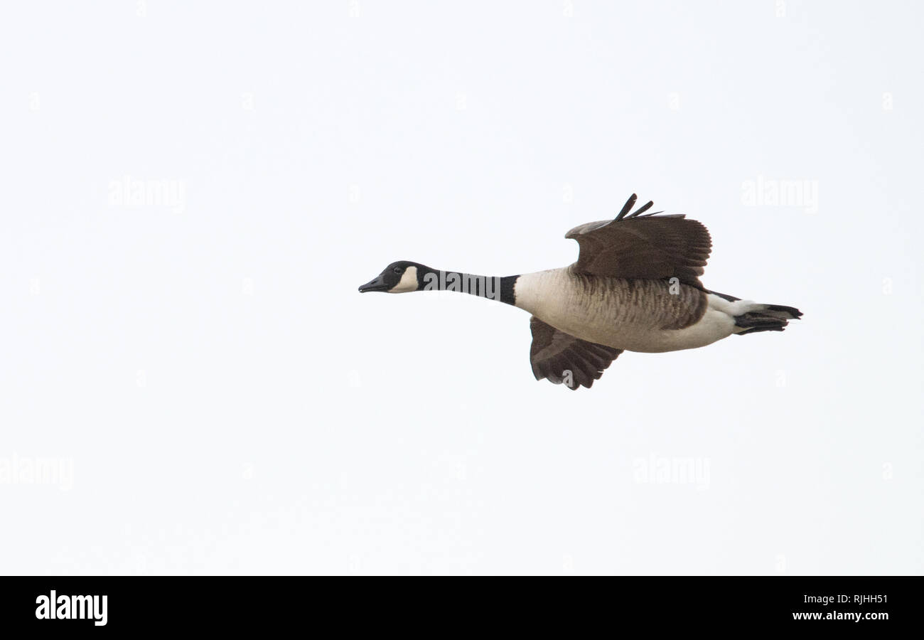 Canada goose wingspan hi-res stock photography and images - Alamy