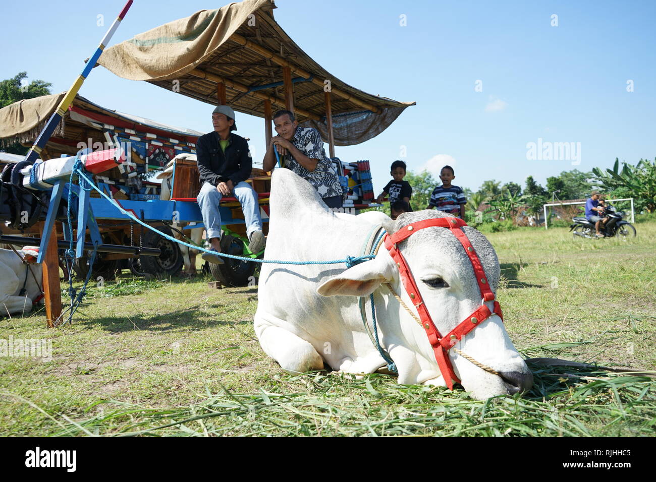 Owners of Gerobak Sapi, traditional Javanese cow cart gathered at ...
