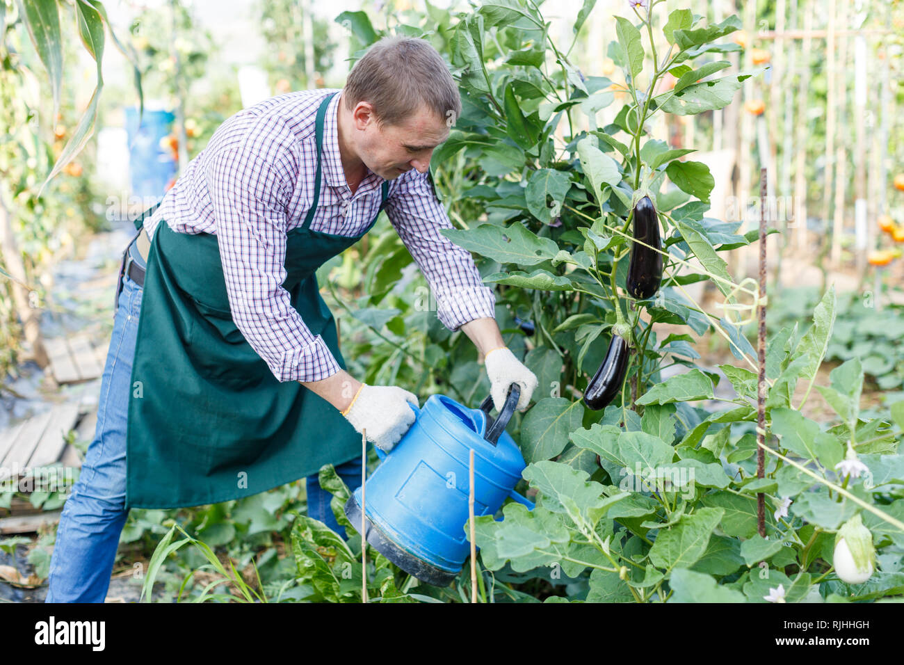 Adult worker watering from a watering can green plant of aubergine on ...