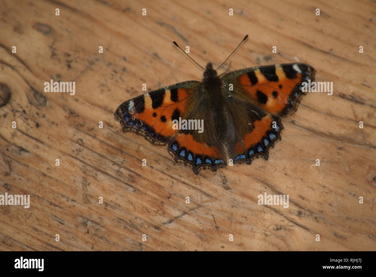 Tortoiseshell butterfly indoors Stock Photo - Alamy
