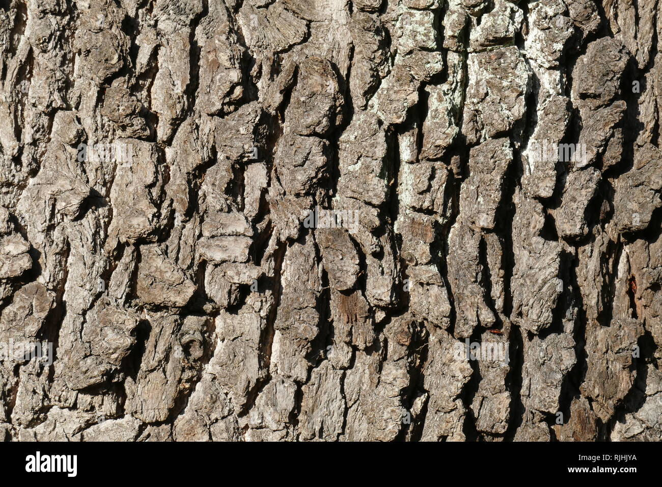 Brown tree bark, wooden texture, background picture Stock Photo - Alamy