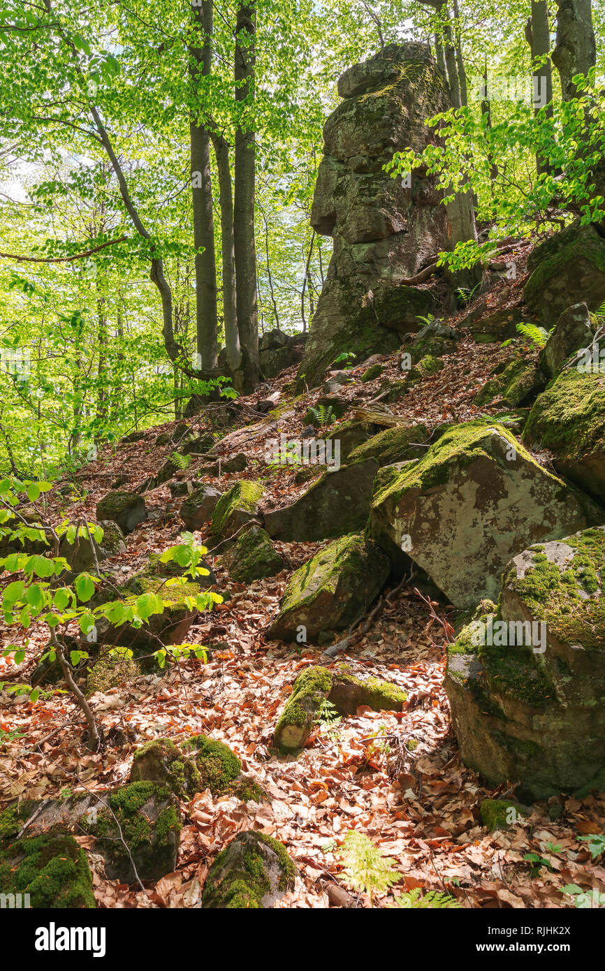huge mossy cliff in the forest. beautiful nature scenery in spring ...