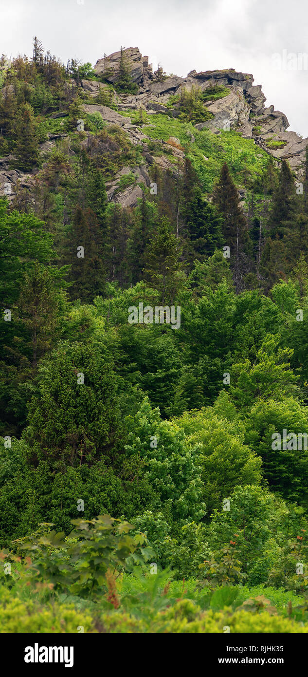 Cliff forest hi-res stock photography and images - Alamy