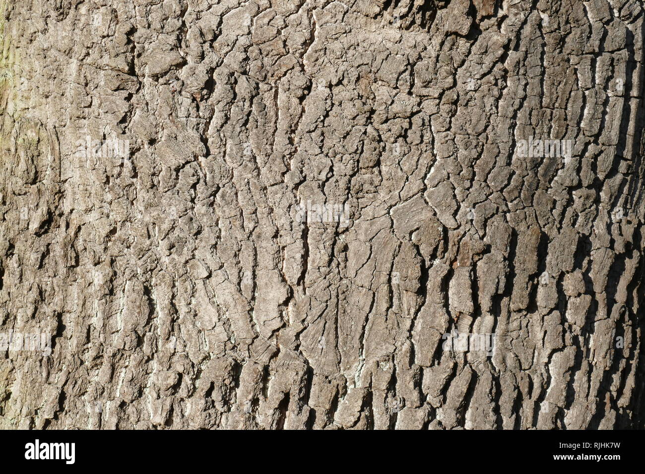 Brown tree bark, wooden texture, background picture Stock Photo - Alamy