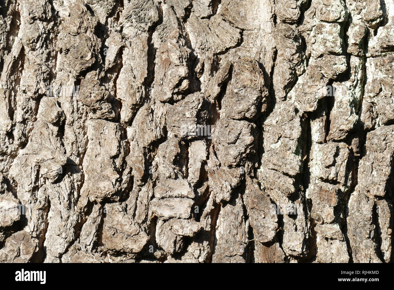 Brown tree bark, wooden texture, background picture Stock Photo - Alamy