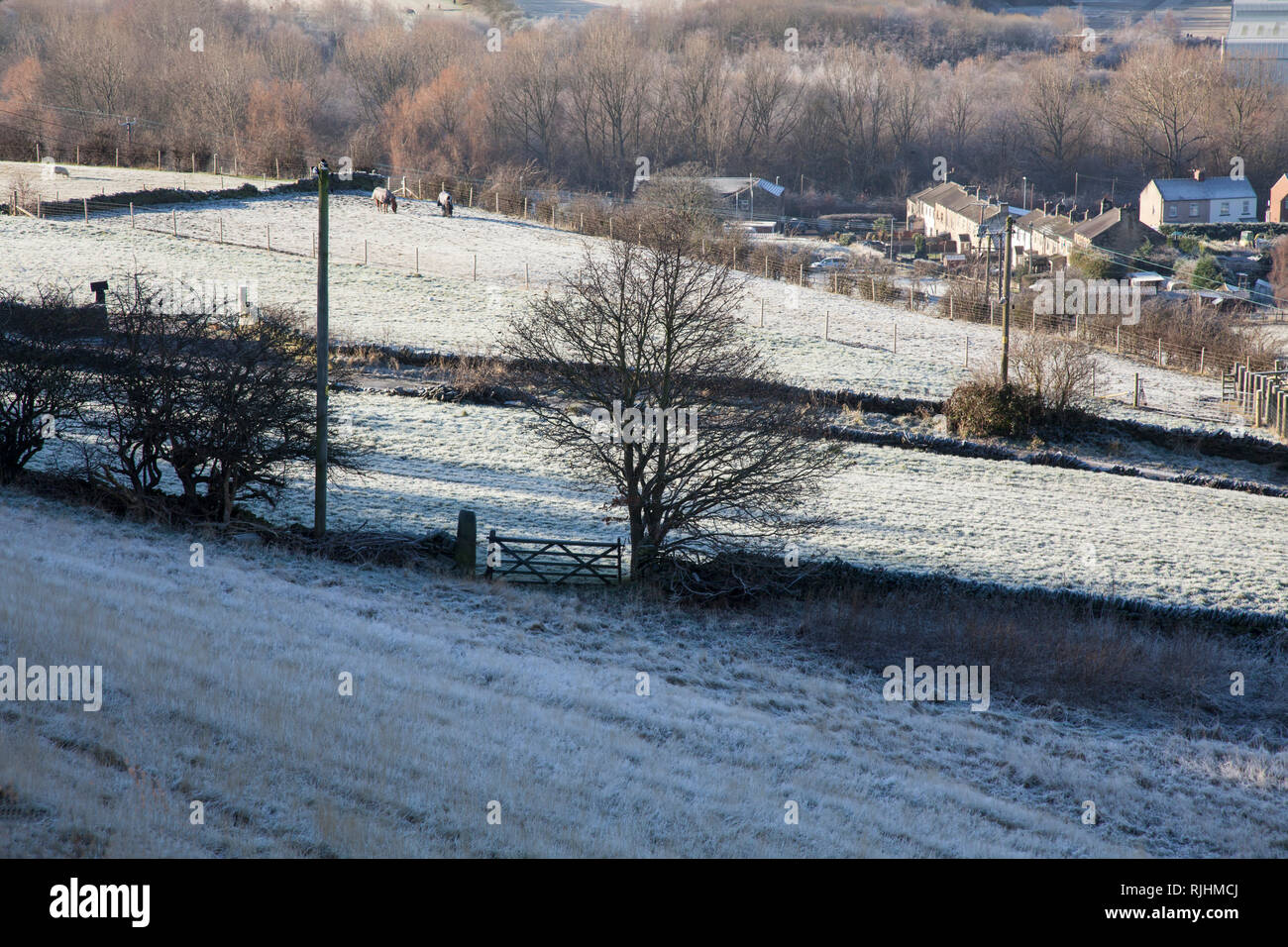 Early morning frosty scene in winter with white fields on a rural farm ...
