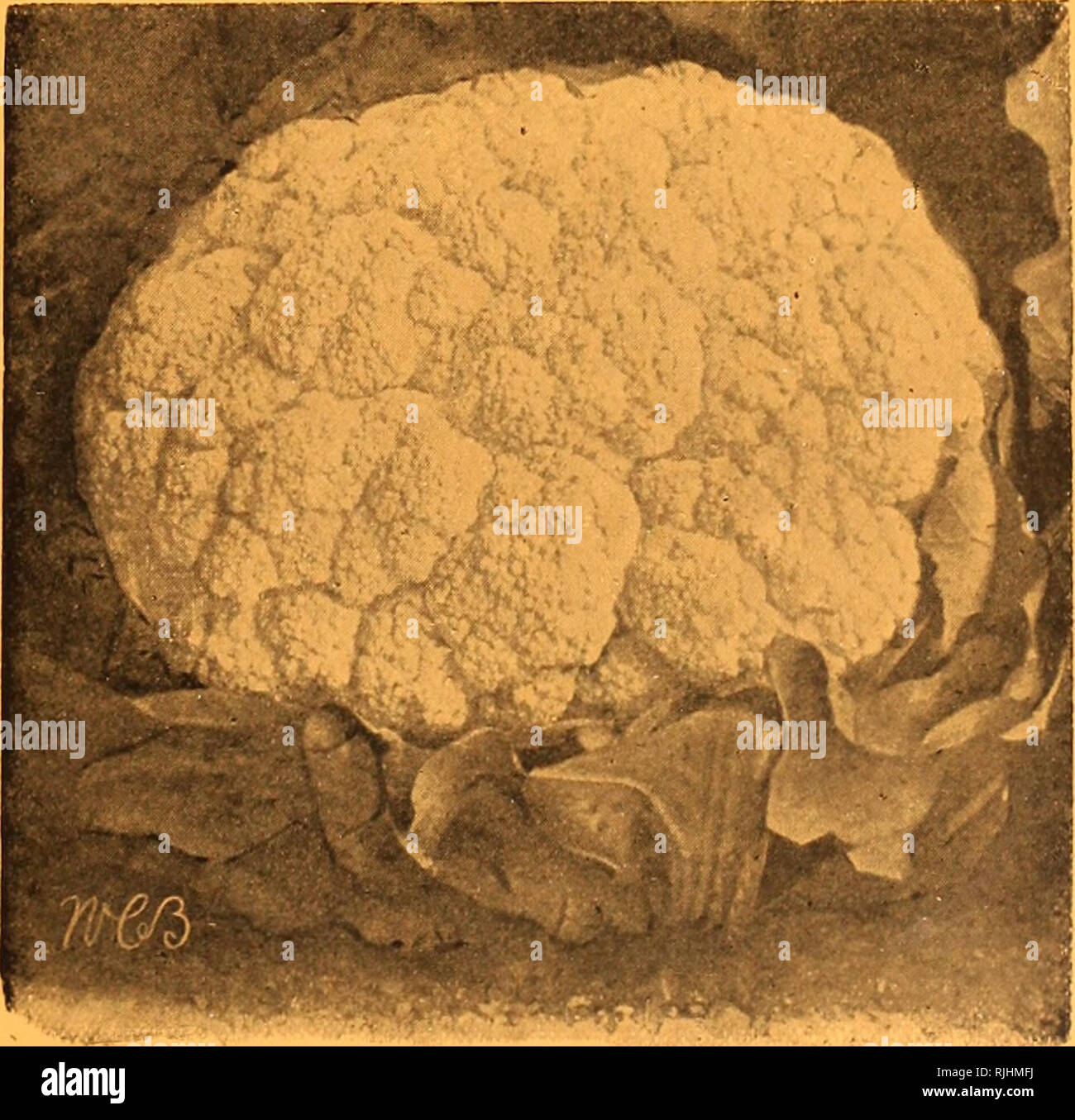 Garrotte hi-res stock photography and images - Alamy