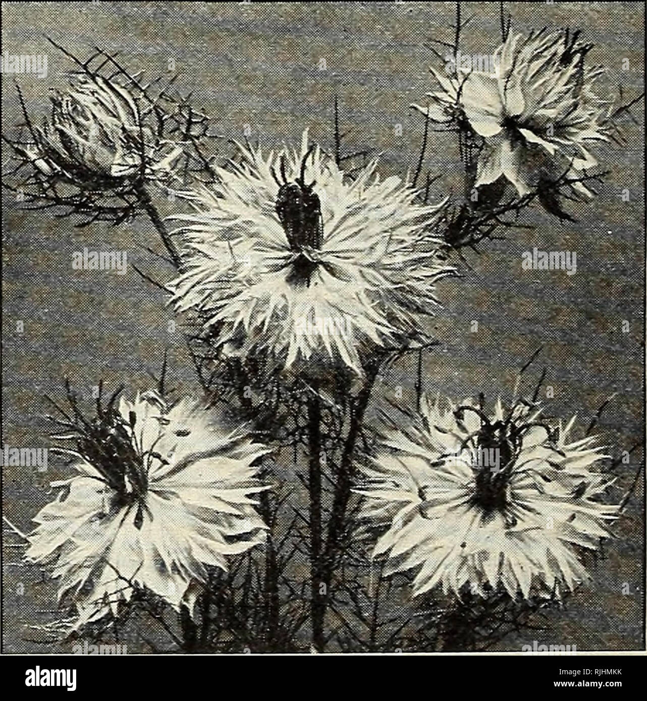 Yellow musk flower mimulus moschatus hi-res stock photography and ...