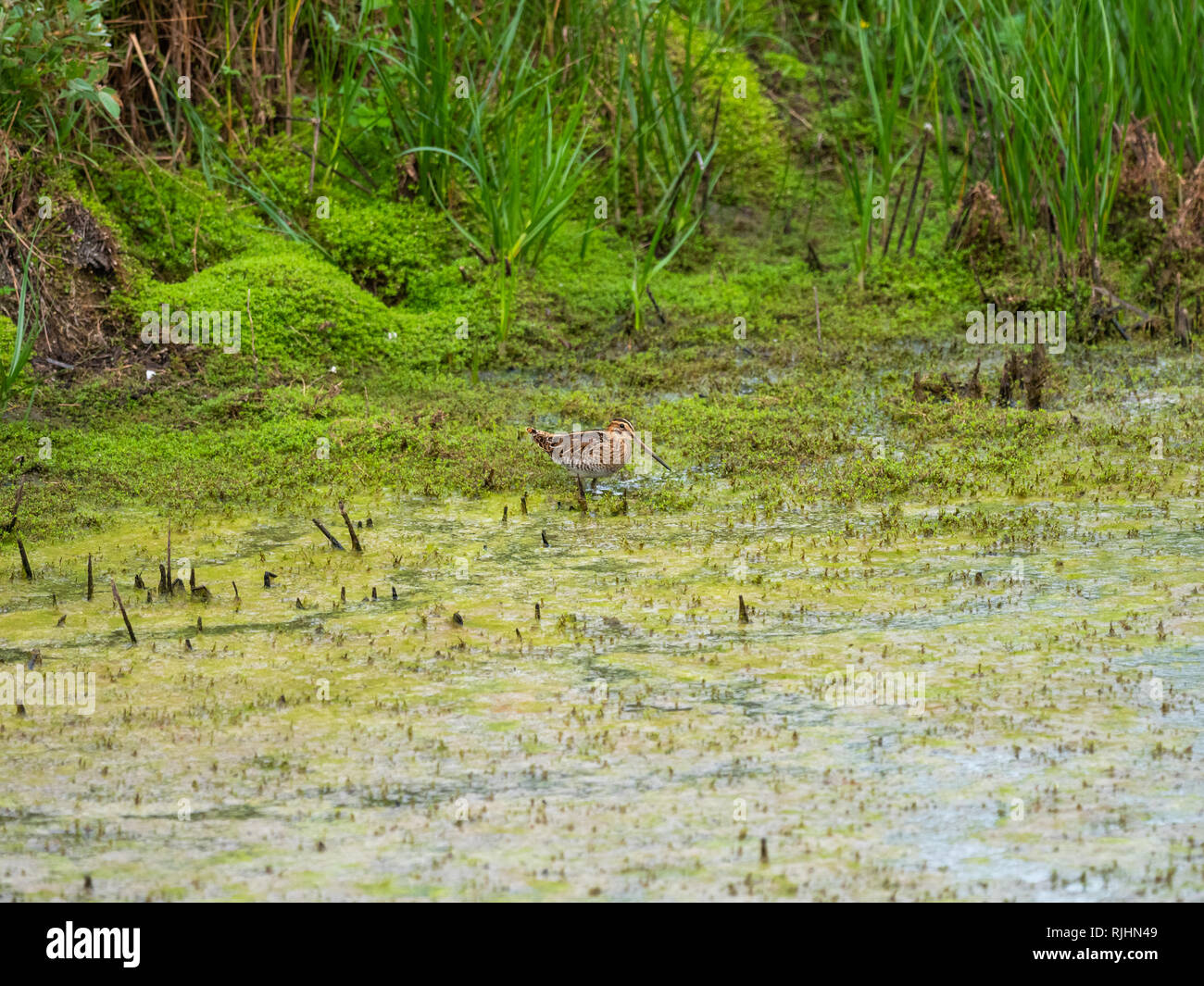 Mud scrape hi-res stock photography and images - Alamy