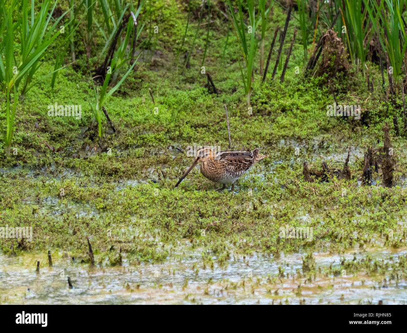Snipe feeding by scrape in shallow water Stock Photo - Alamy